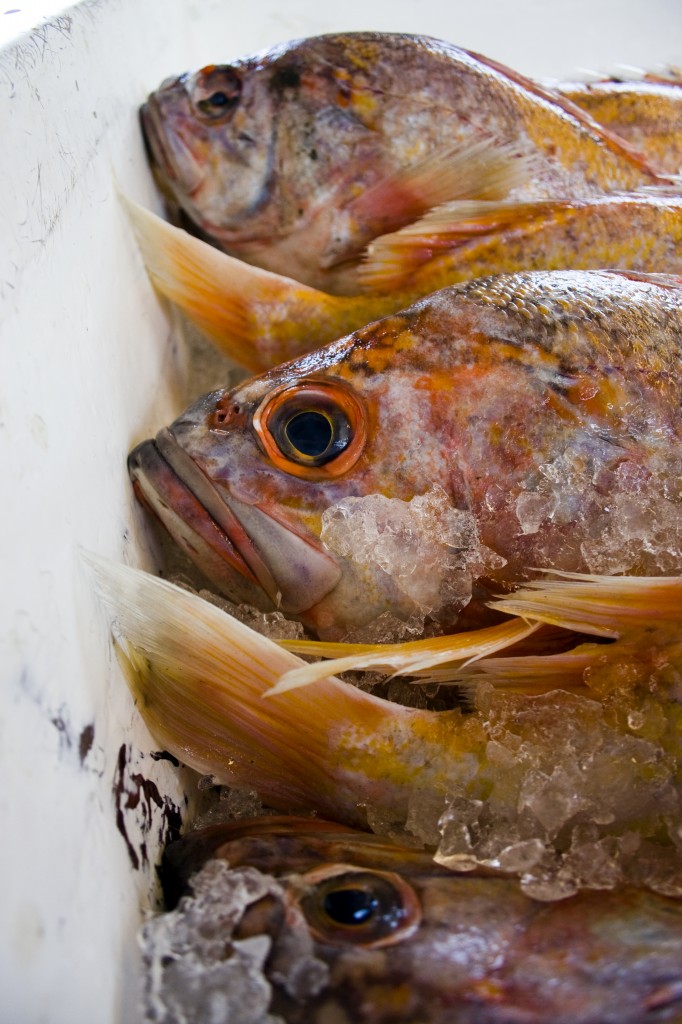 Official Report Finds Contaminants in Coastal Fish - Newport Beach News