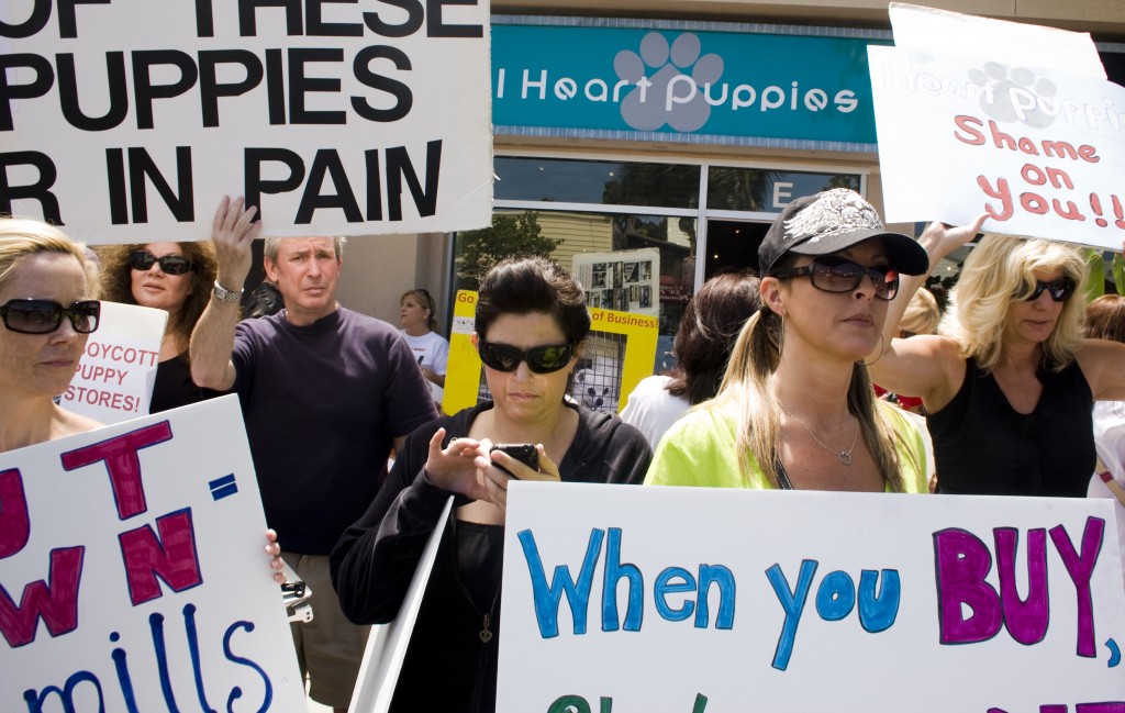 Puppy Protesters Take to the Street in CdM - Newport Beach News