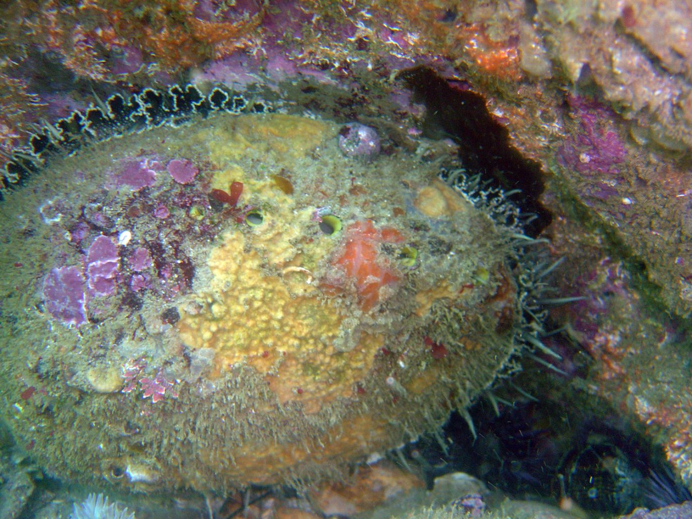 Restoring Green Abalone to the Newport Coast - Newport Beach News
