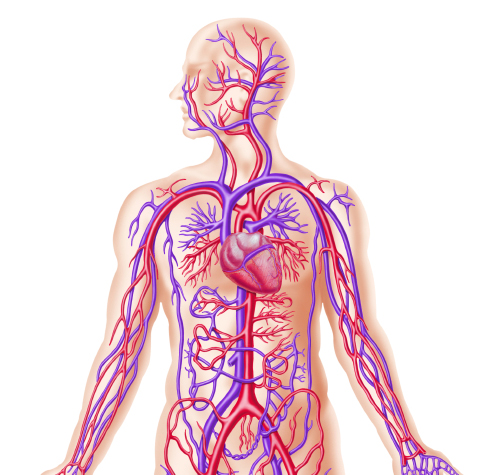 Muscular System Without Labels For Kids