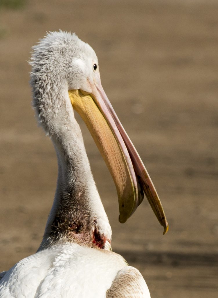 Rescued Pelican Released Back Into Wild - Newport Beach News
