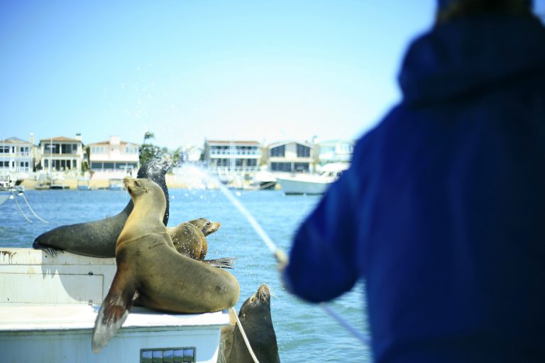 A Day in the Life of the Harbormaster Team - Newport Beach News