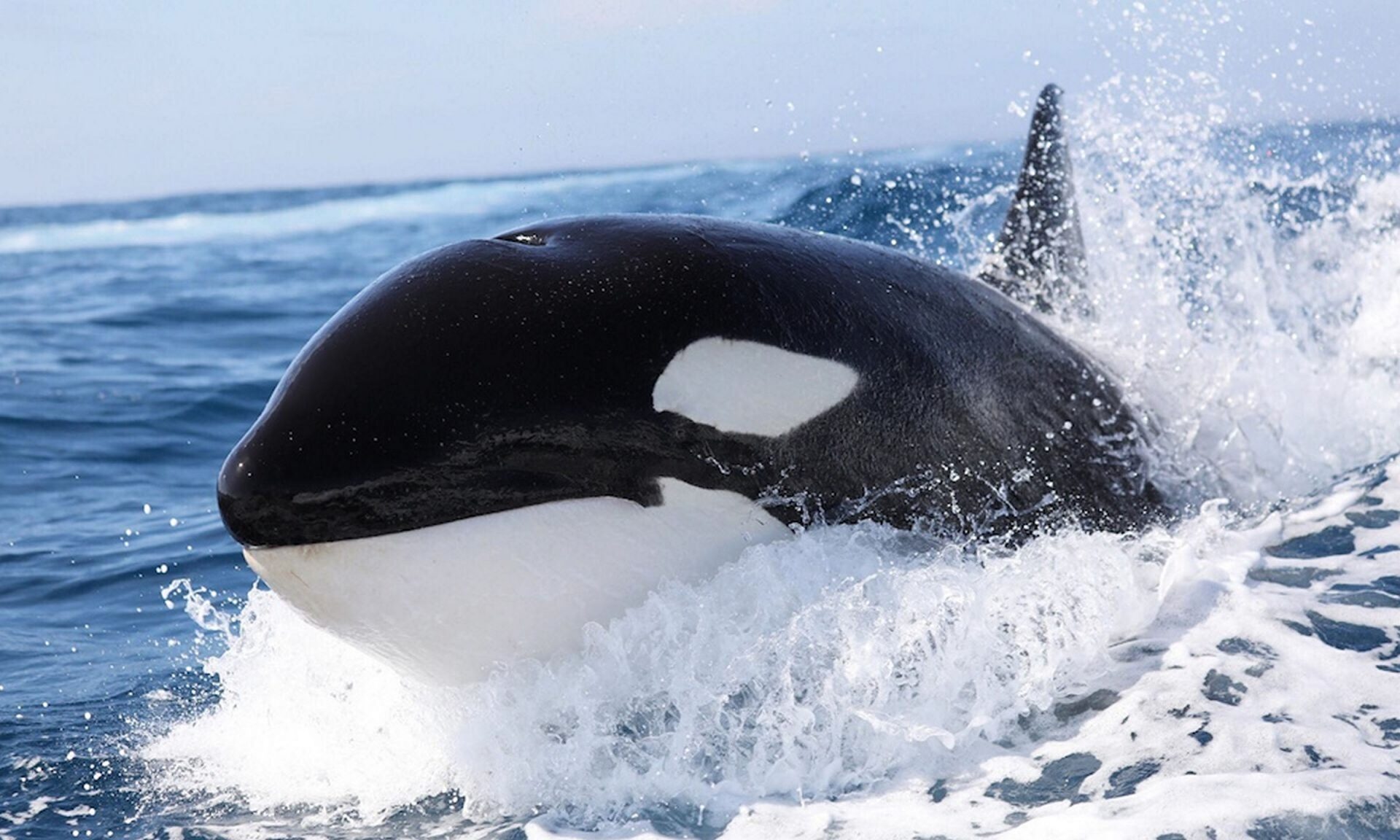 Local Captain Snaps Orca 'Selfie' - Newport Beach News