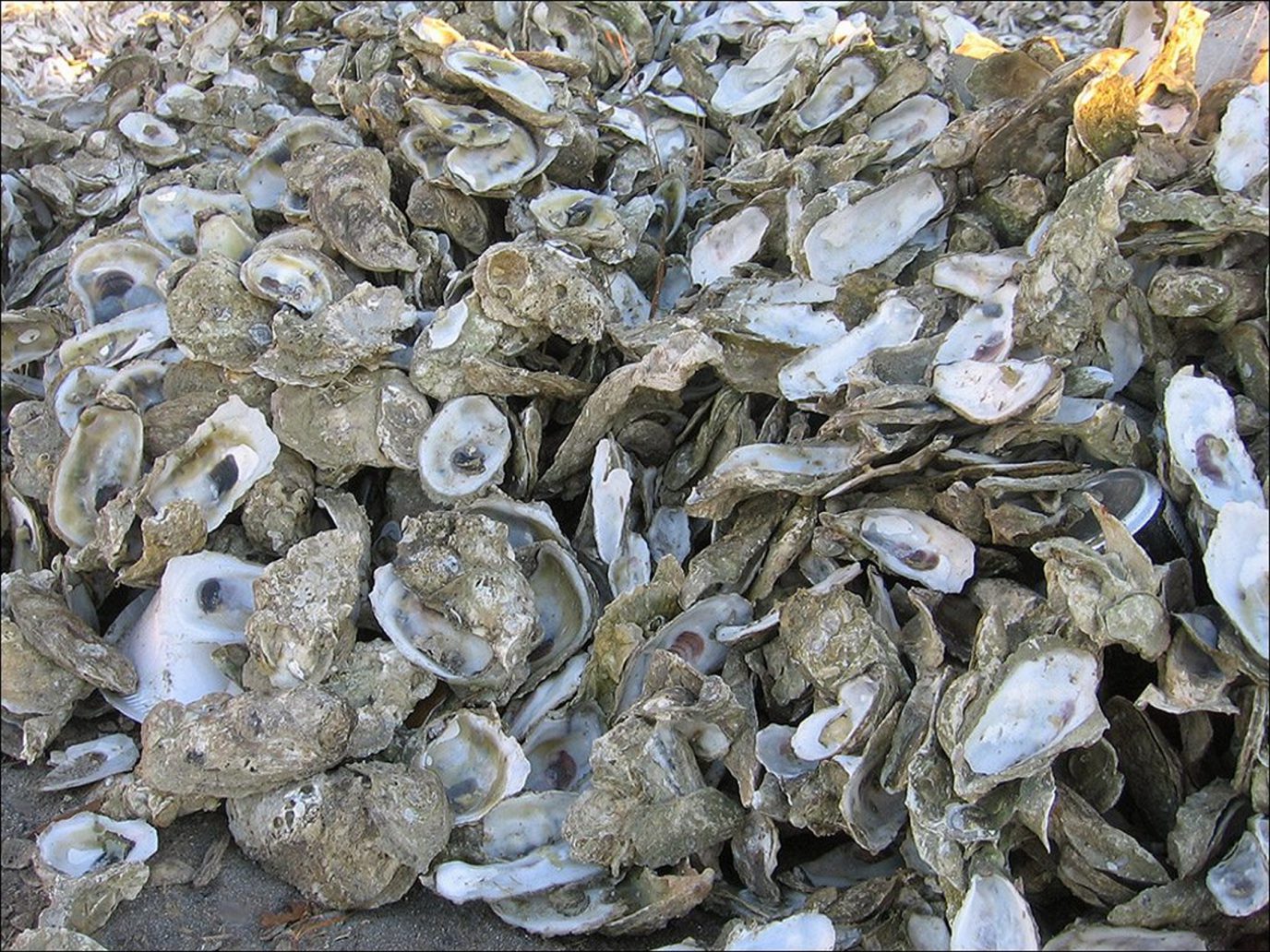 Eelgrass, Oyster Restoration in Upper Newport Bay - Newport Beach News