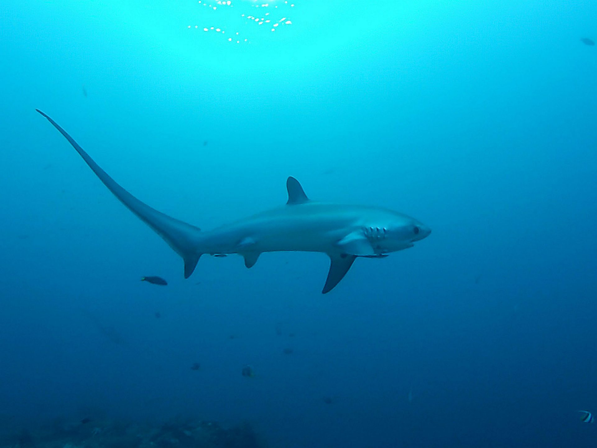 Meet Your Friendly, Neighborhood Thresher Shark - Newport Beach News